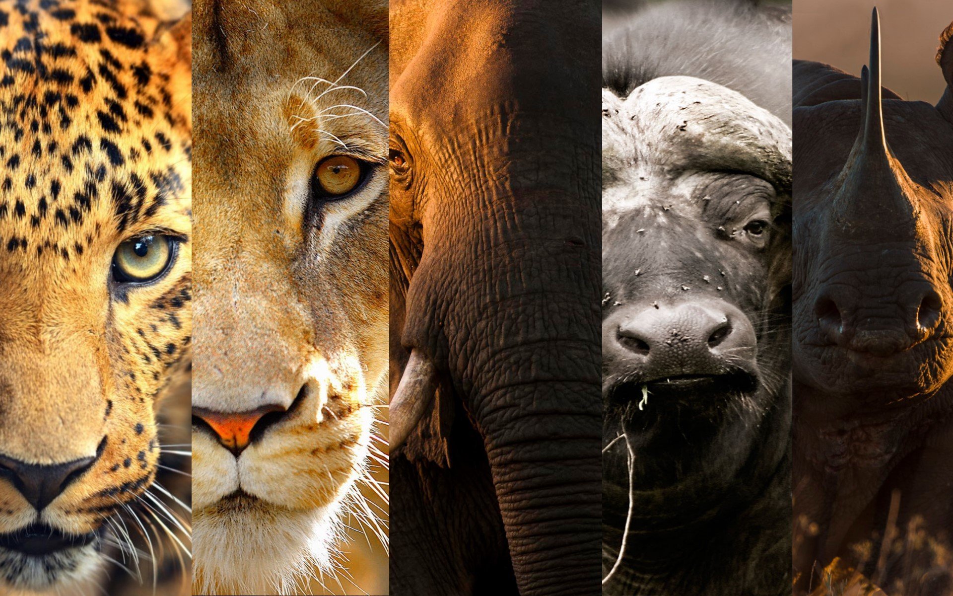 The African Big 5 Animals and where to find them?