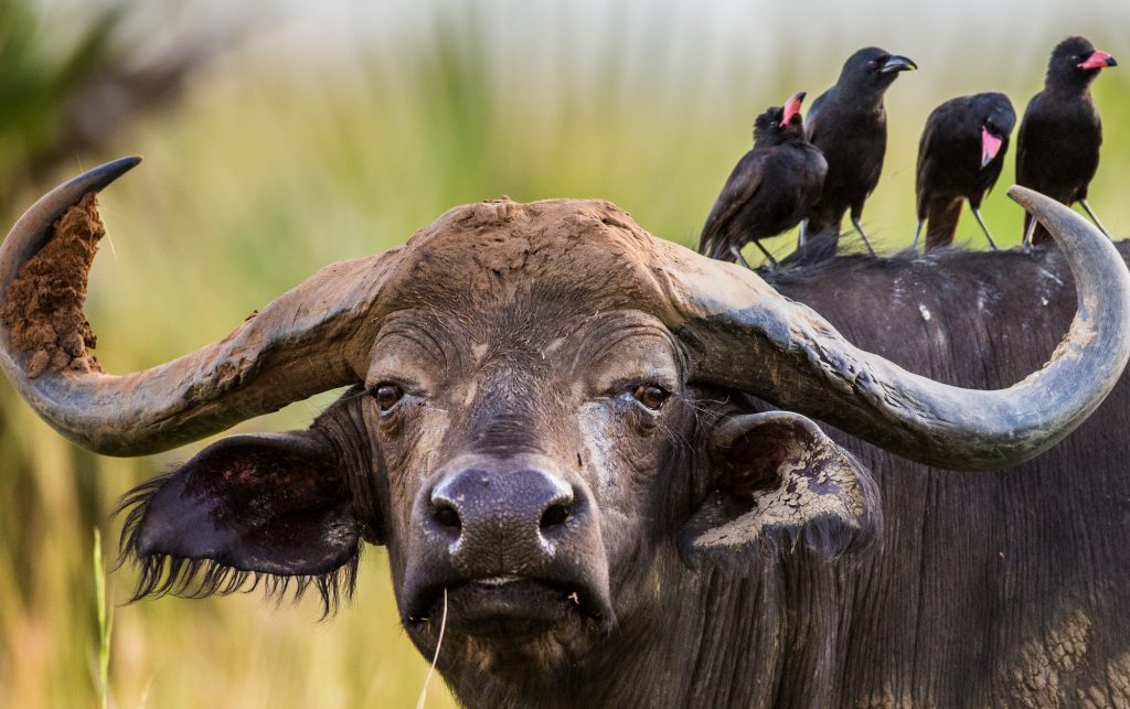 The African Big 6 Experience: Encounter the Ultimate Safari Thrills